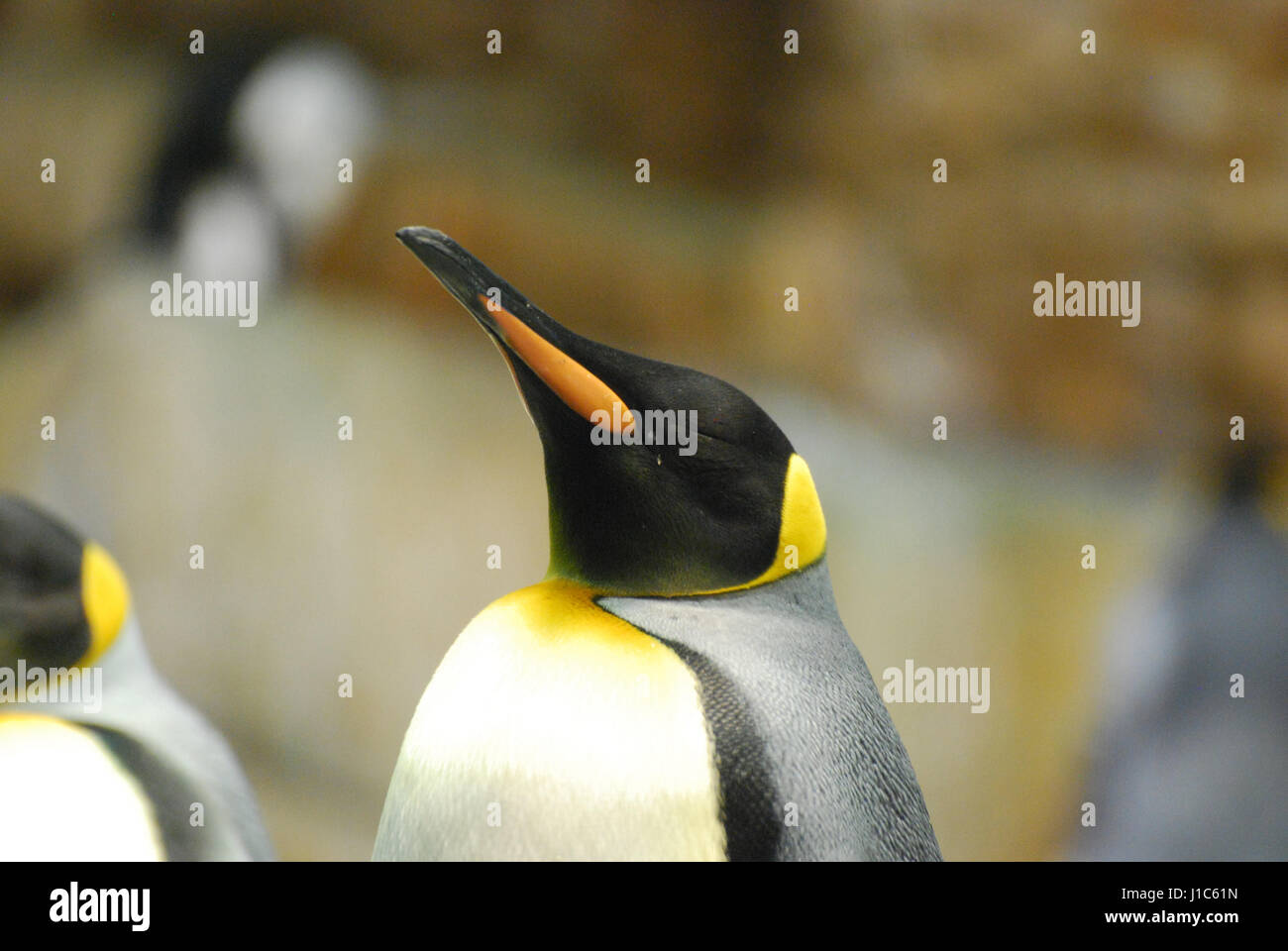 Emperor penguin face on hi-res stock photography and images - Alamy