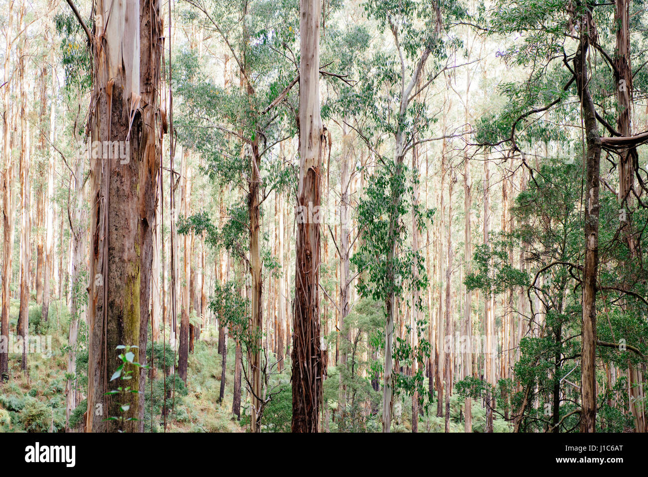 Straight trees in dense forest Stock Photo - Alamy