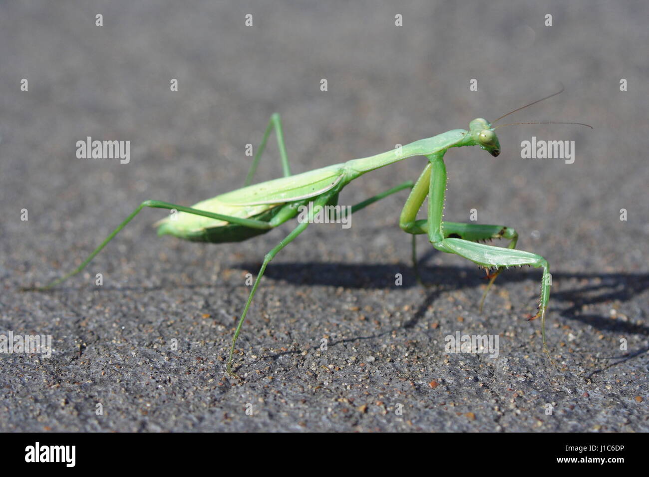 Green mantis insects hi-res stock photography and images - Alamy