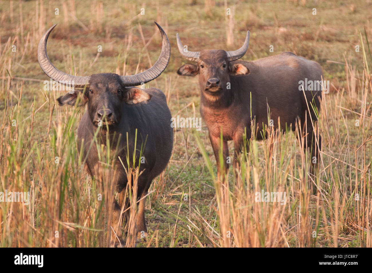 Wild Asiatic Buffalo (Bubalus arnee) in Kaziranga National Park, India ...