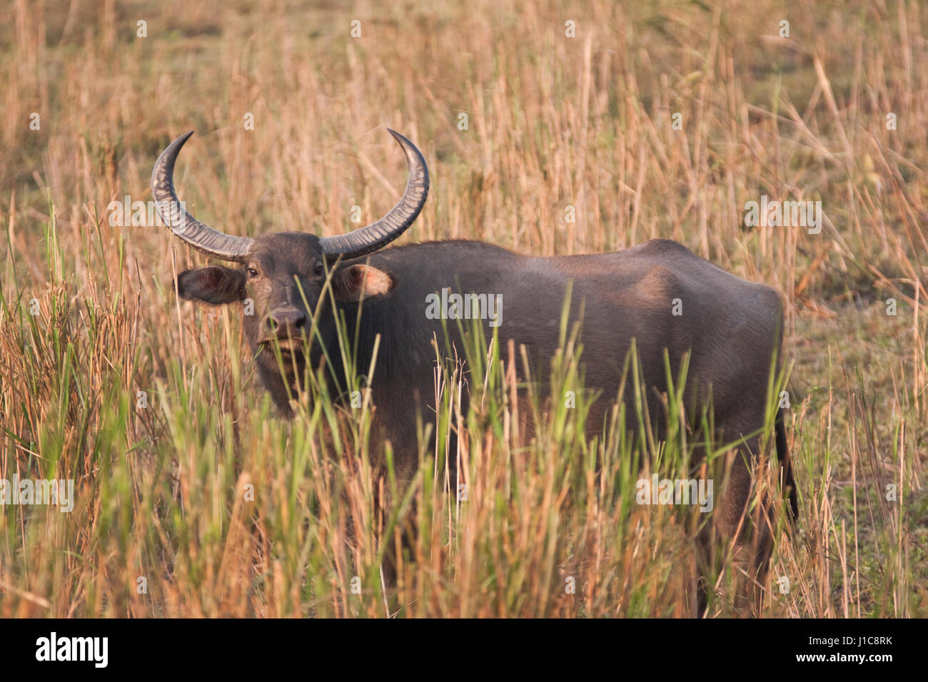 Wild Asiatic Buffalo (Bubalus arnee) in Kaziranga National Park, India ...
