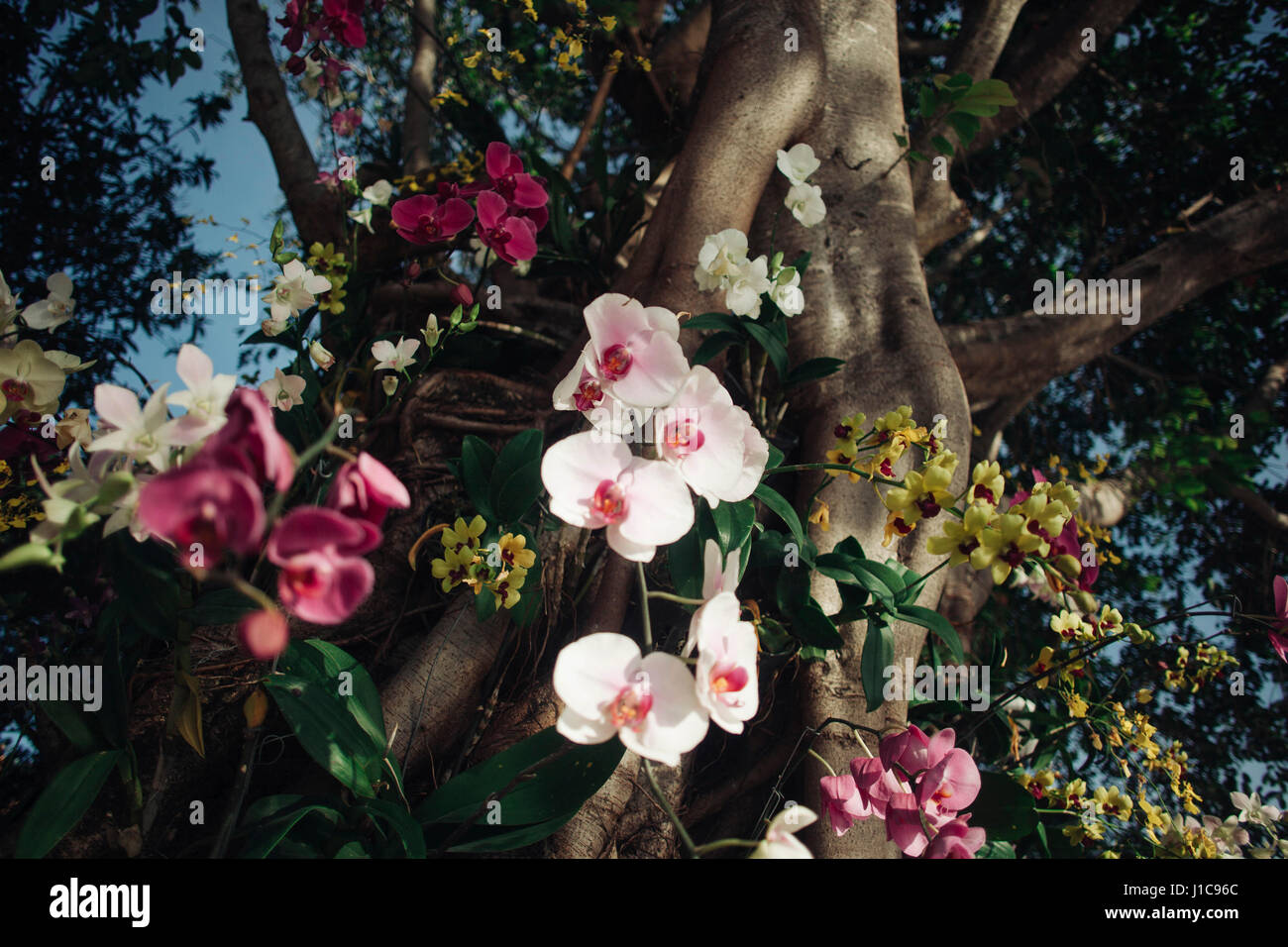 Flowers near tree Stock Photo - Alamy