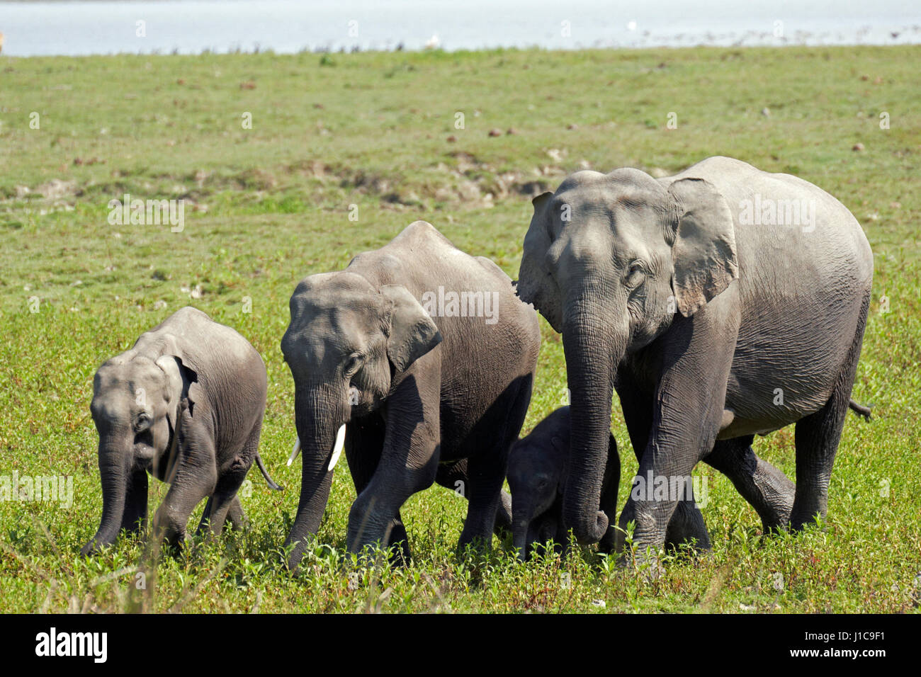 Group of wild Asian Elephants (Elephas maximus indicus) crossing a ...