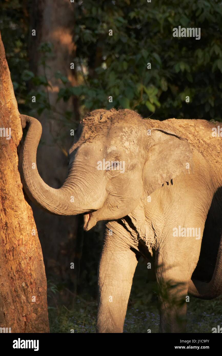 Asian Elephant (Elephas maximus indicus) in a forest at Kaziranga ...
