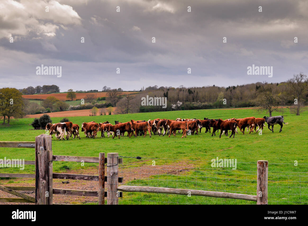 Stampeding Cows High Resolution Stock Photography and Images - Alamy