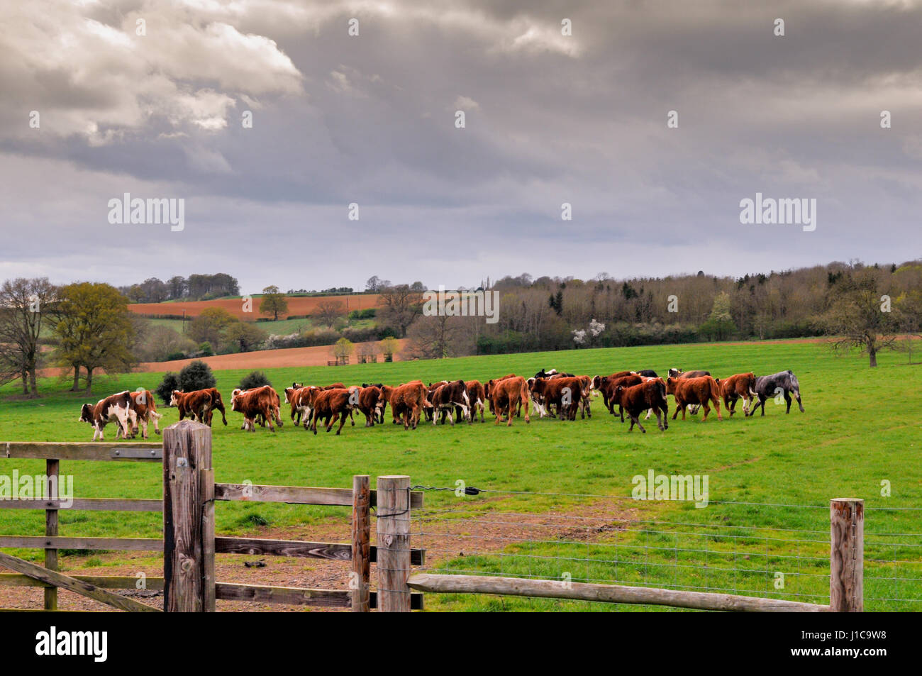 Stampeding cows hi-res stock photography and images - Alamy