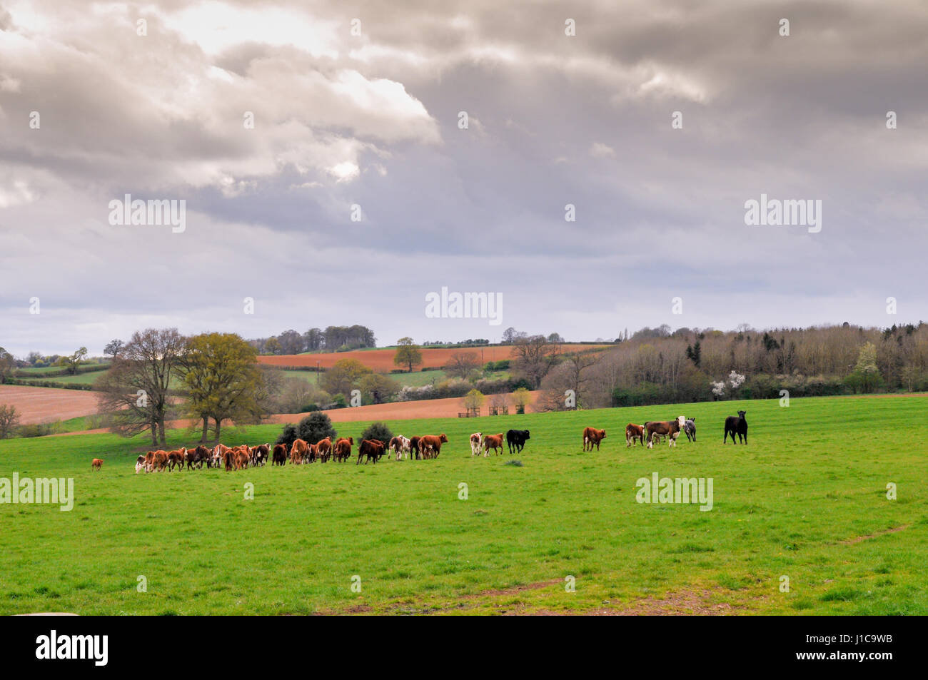 Stampeding cattle hi-res stock photography and images - Alamy