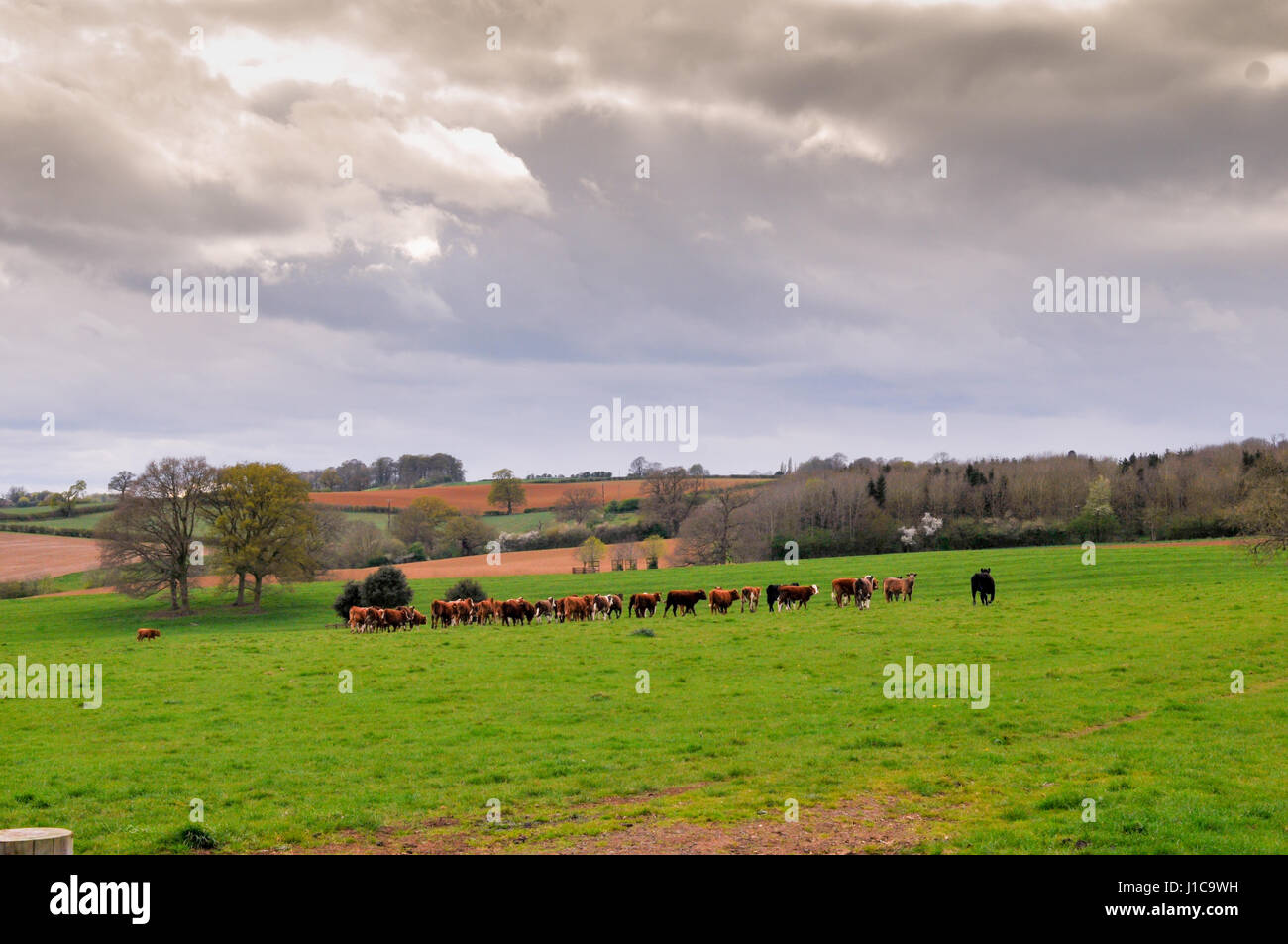Stampeding cows hi-res stock photography and images - Alamy