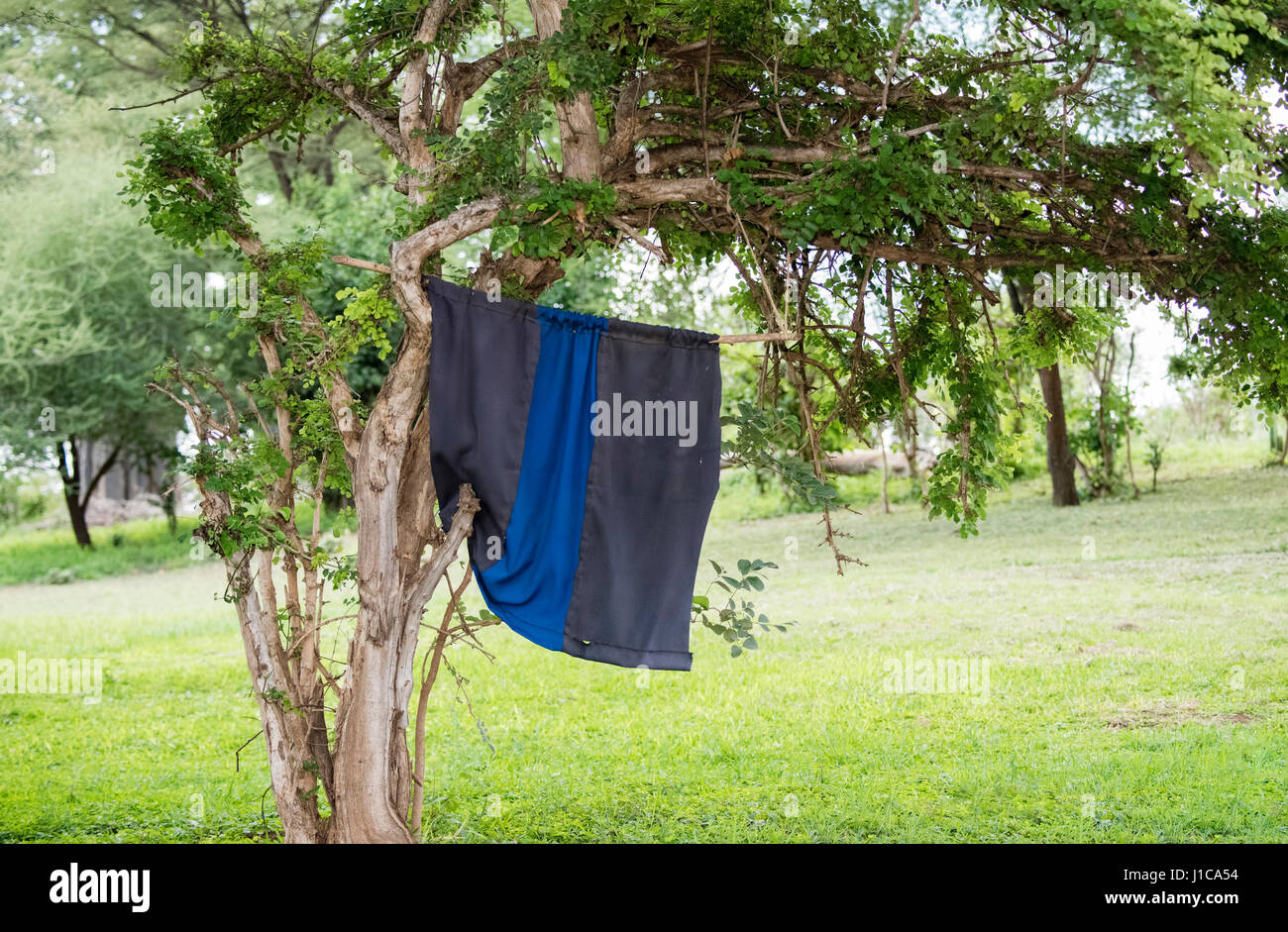 Tropical tse tse fly hi-res stock photography and images - Alamy