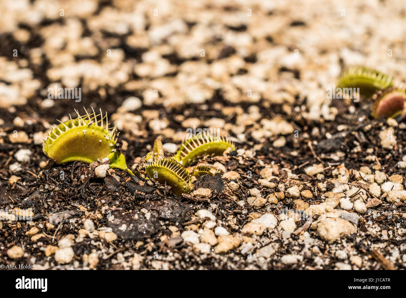 Venus Flytrap Eating A Snake
