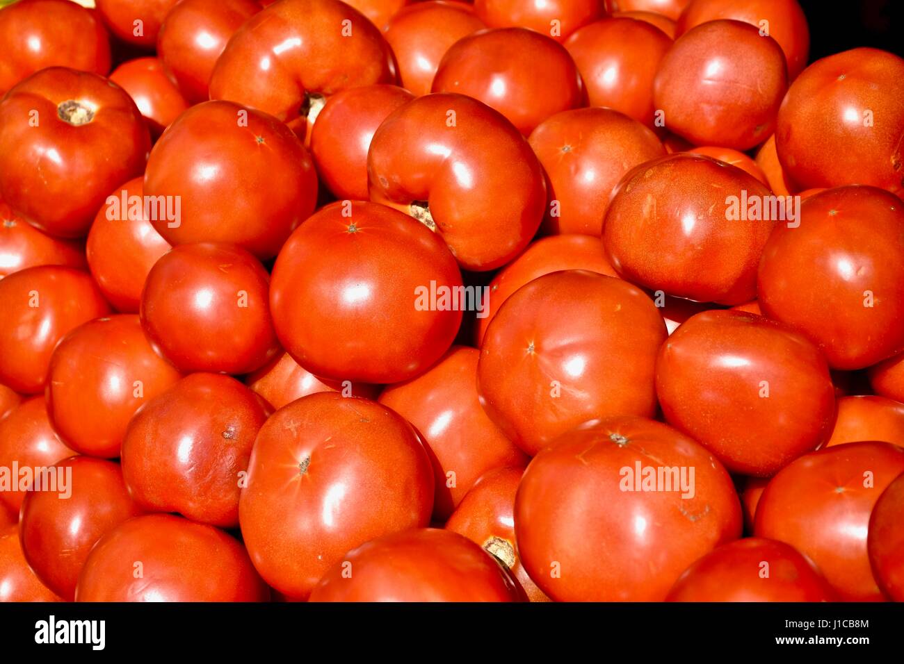 Fresh local tomatoes (Solanum lycopersicum) at the Charleston farmers ...
