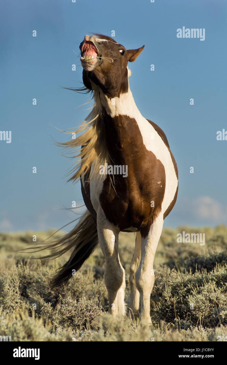 Mustang (Equus ferus caballus), stallion, piebald flehming in prairie ...