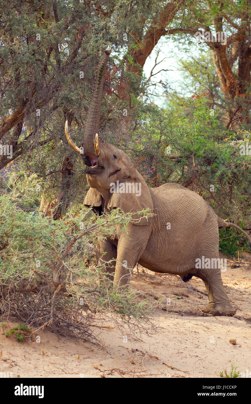 Elephant reaching kenya hi-res stock photography and images - Alamy