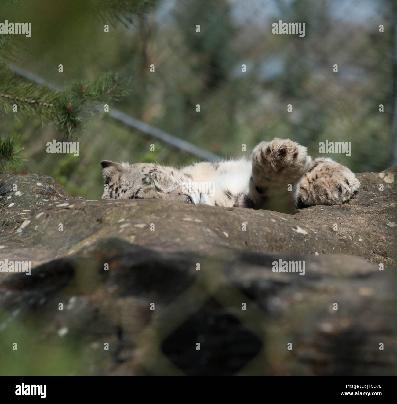 A sleeping Snow Leopard Stock Photo - Alamy