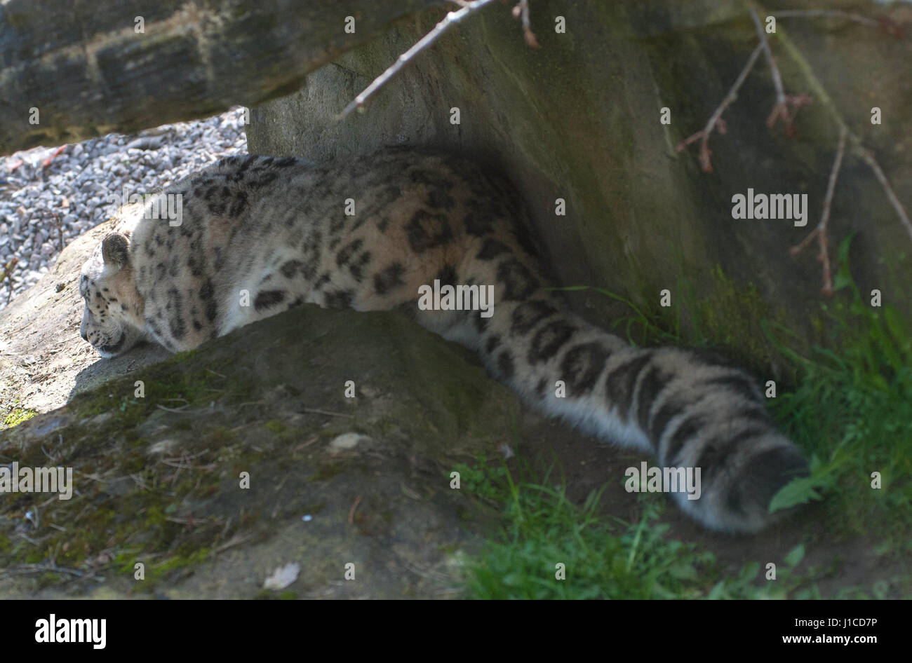 A sleeping Snow Leopard Stock Photo - Alamy