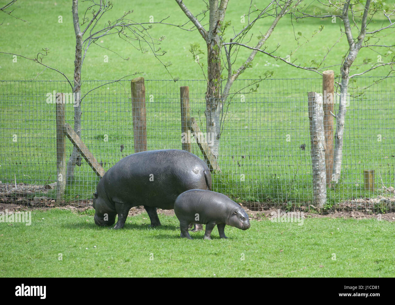 Pygmy hippo hi-res stock photography and images - Alamy