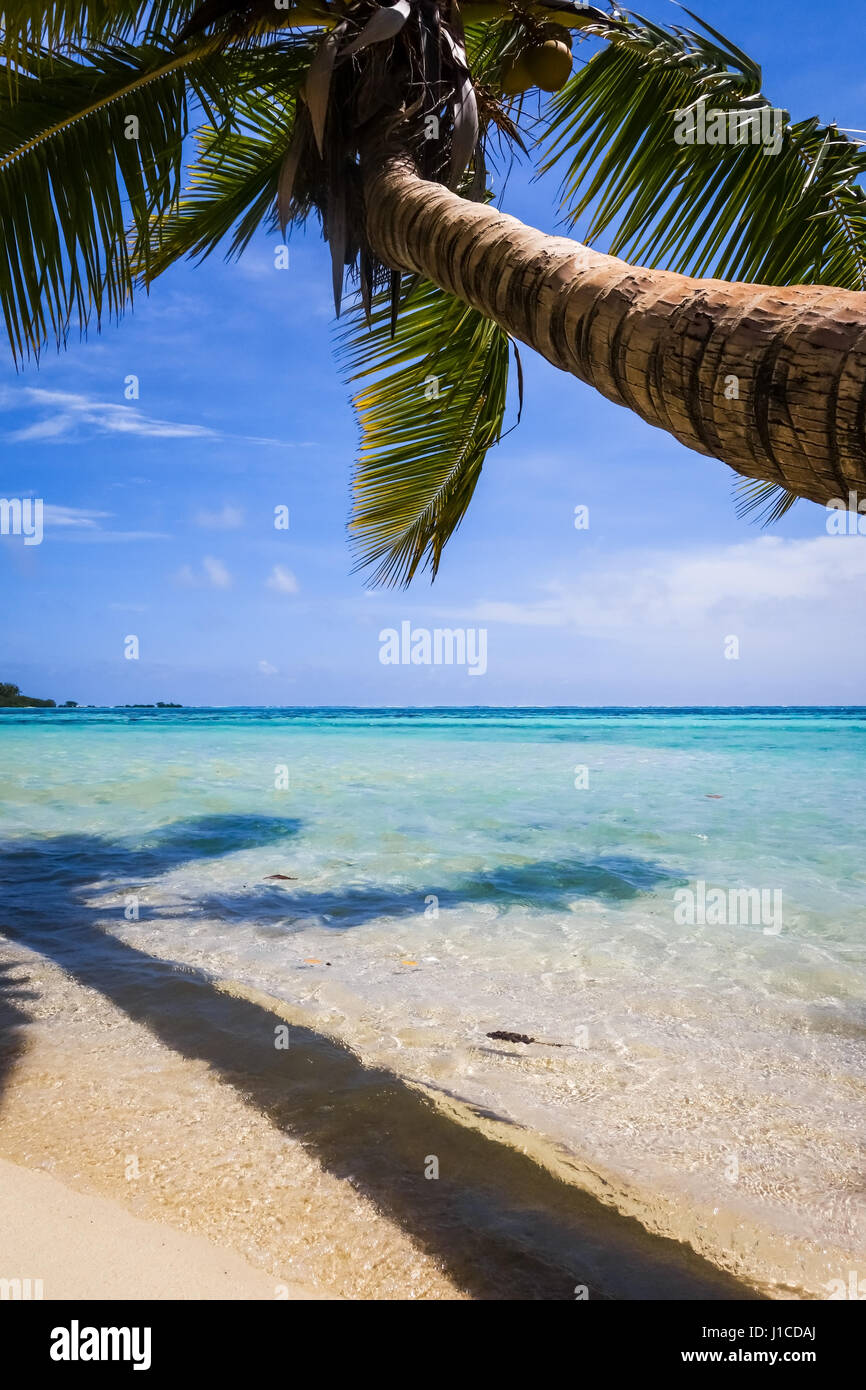 Paradise tropical beach and lagoon in Moorea Island. French Polynesia ...