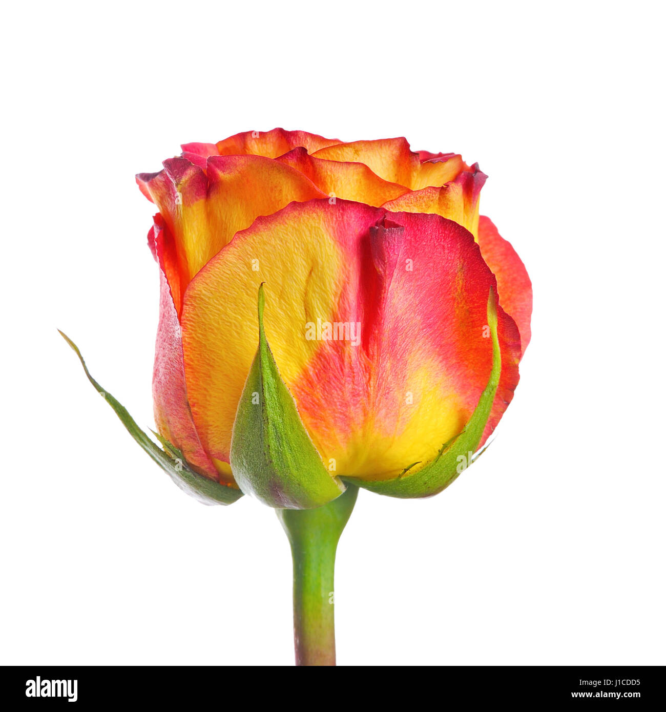 One rose isolated on white background Stock Photo - Alamy