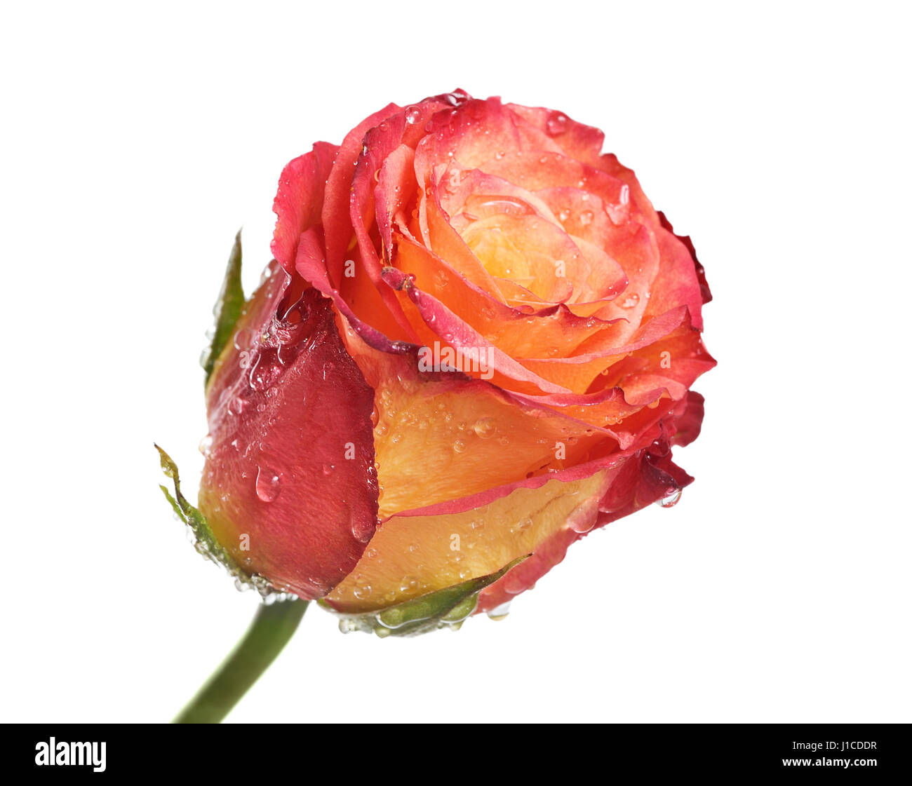 One rose with dew isolated on white background Stock Photo - Alamy
