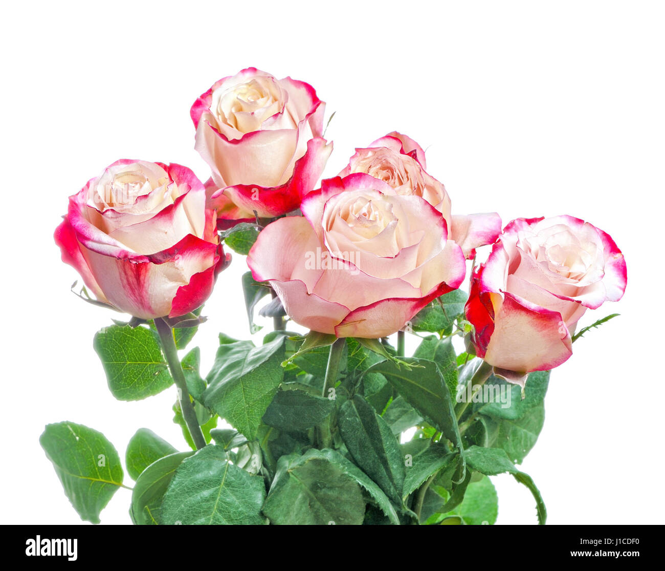 Bunch of beautiful bright roses isolated on white Stock Photo - Alamy