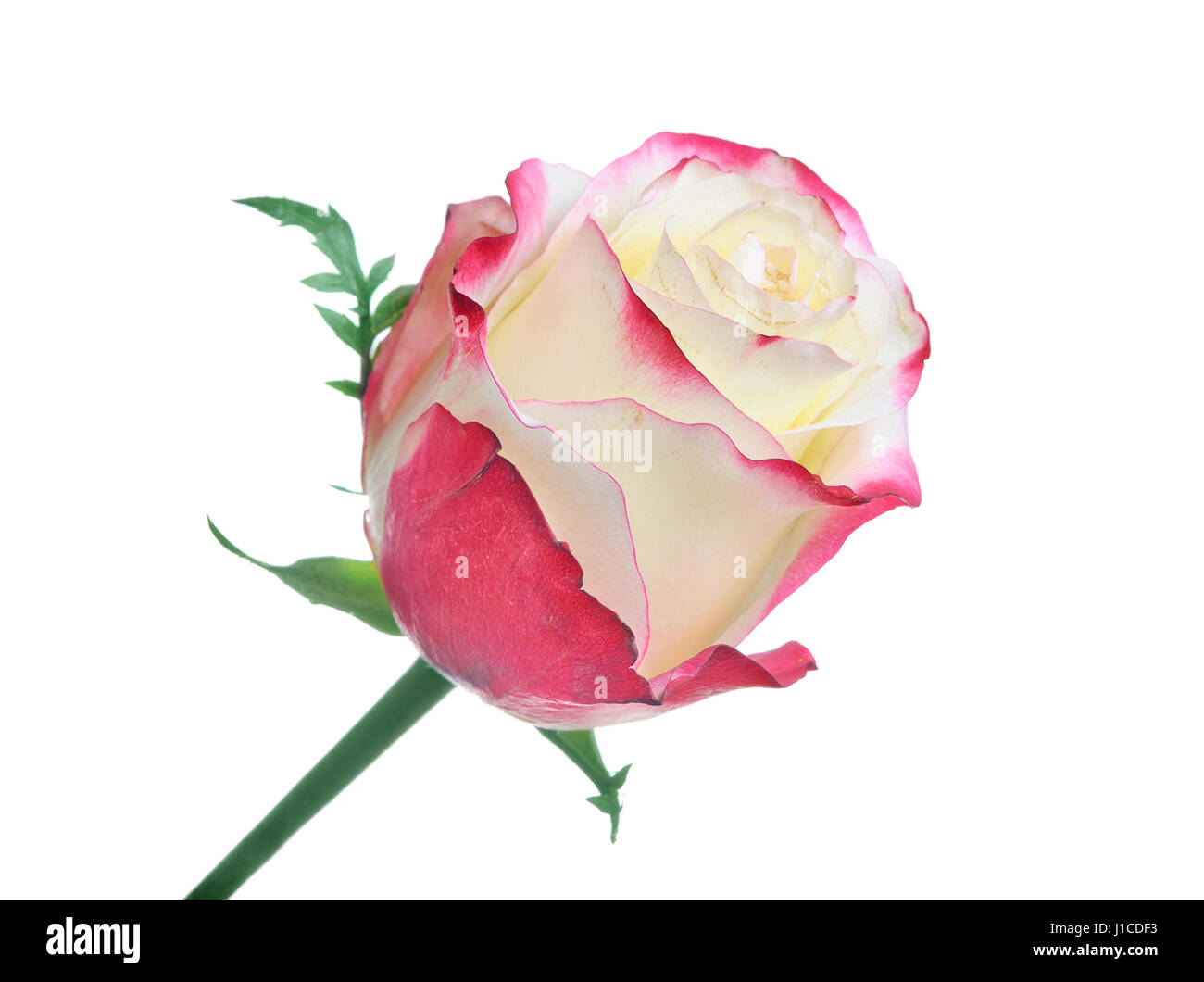 One beautiful rose isolated on white background Stock Photo - Alamy