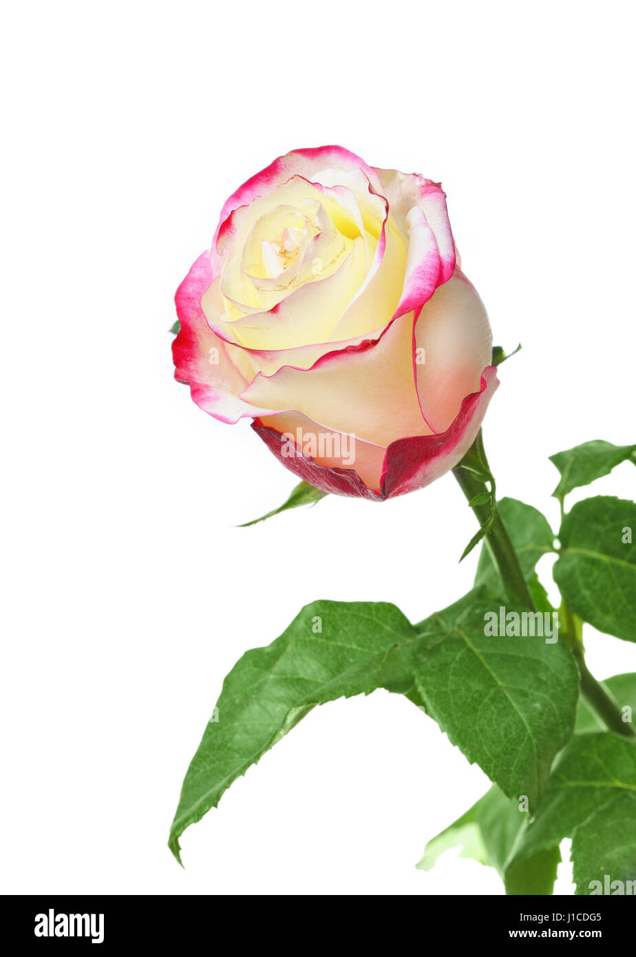 One beautiful rose isolated on white background Stock Photo - Alamy