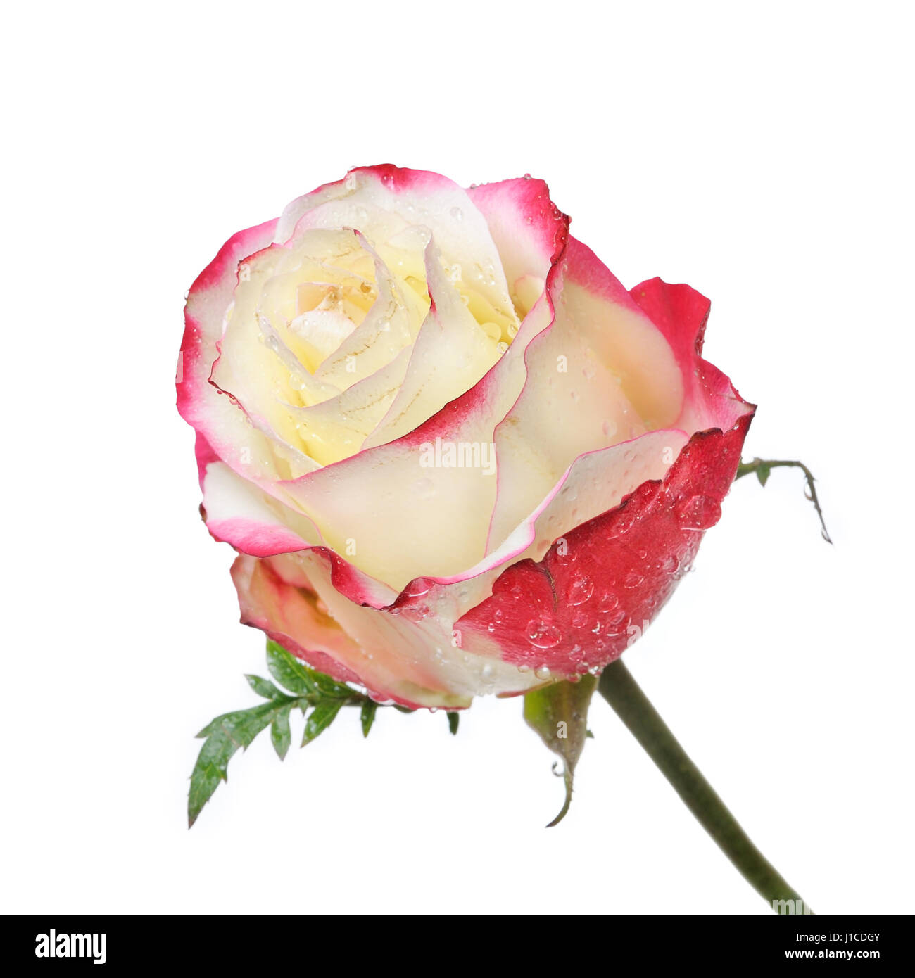One beautiful rose with dew isolated on white background Stock Photo ...