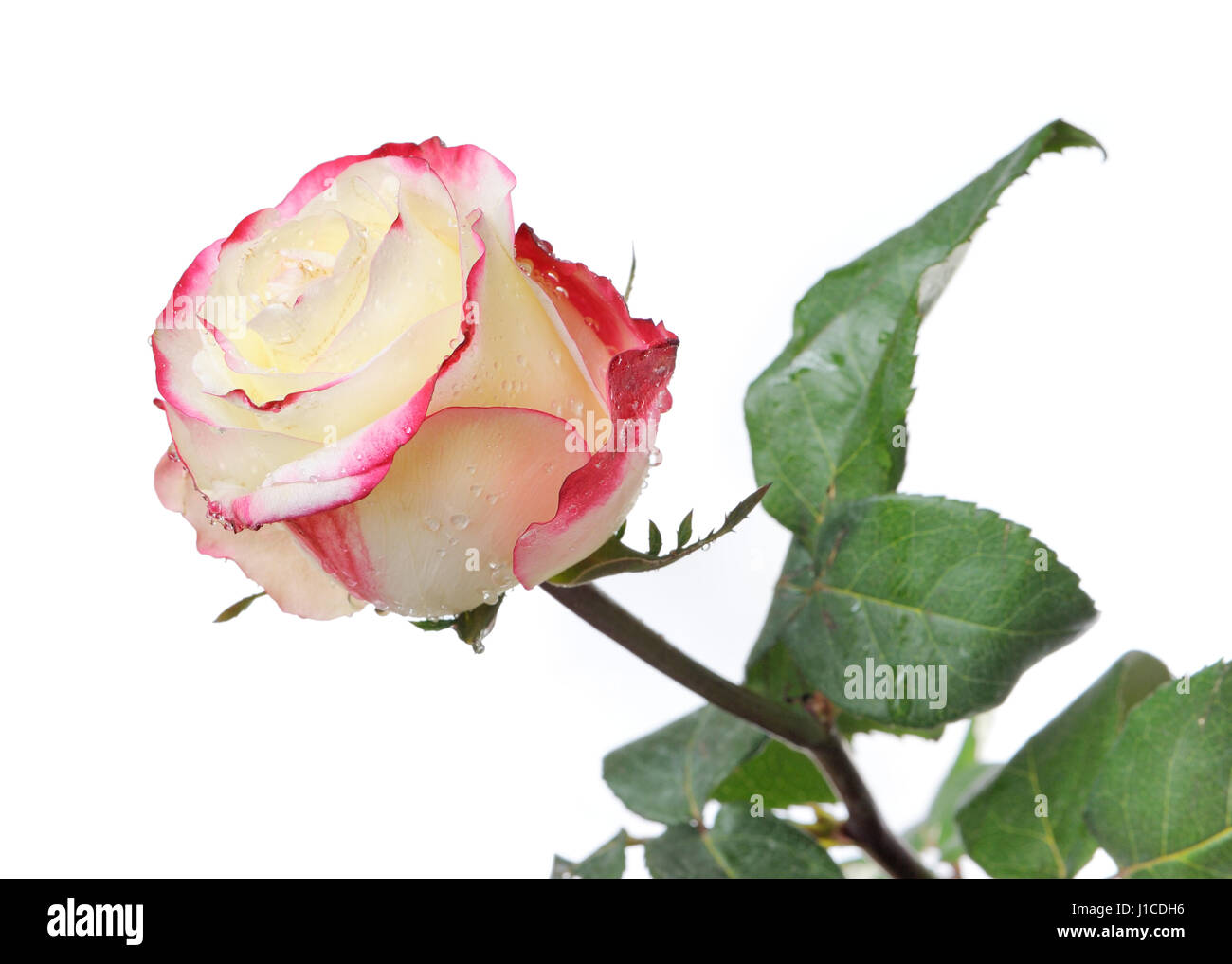 One beautiful rose with dew isolated on white background Stock Photo ...