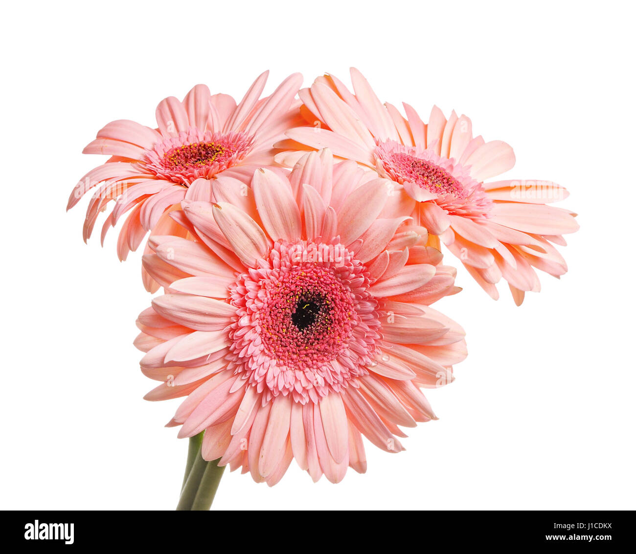 Bunch of gerbera isolated on white background Stock Photo - Alamy
