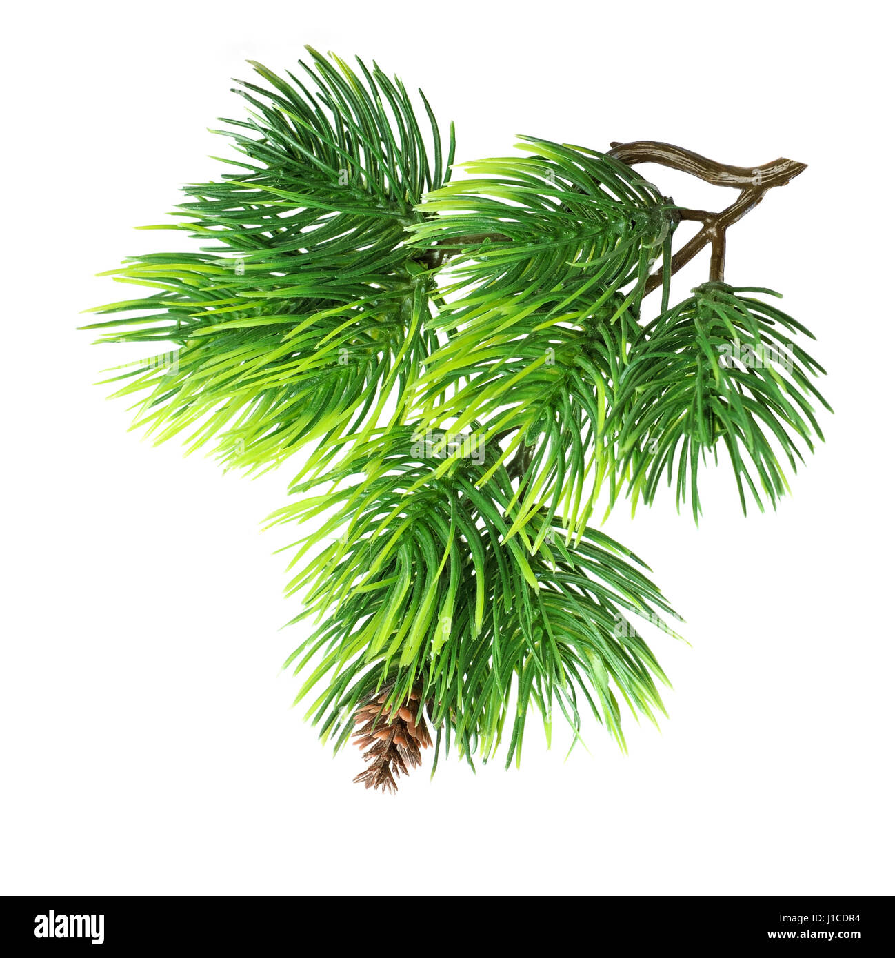 Close up of fir tree branch isolated Stock Photo - Alamy