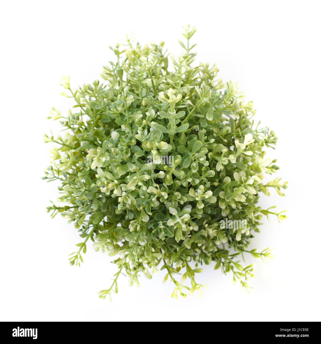 Home plant isolated on white background Stock Photo - Alamy