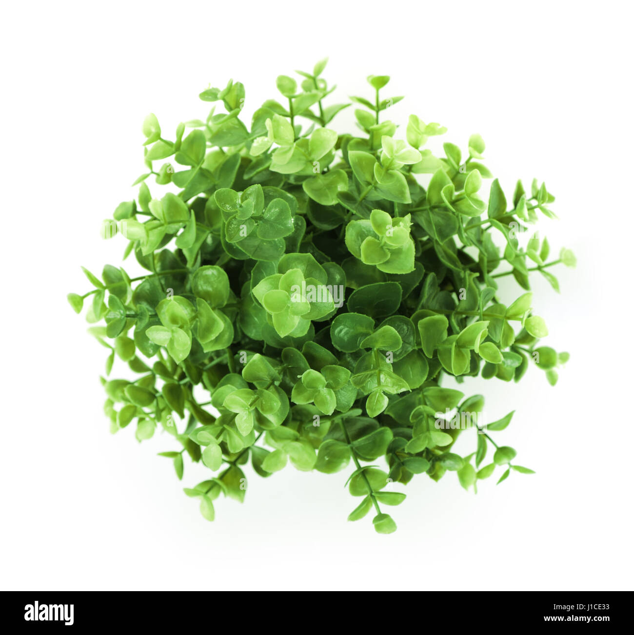 Home plant isolated on white background Stock Photo - Alamy