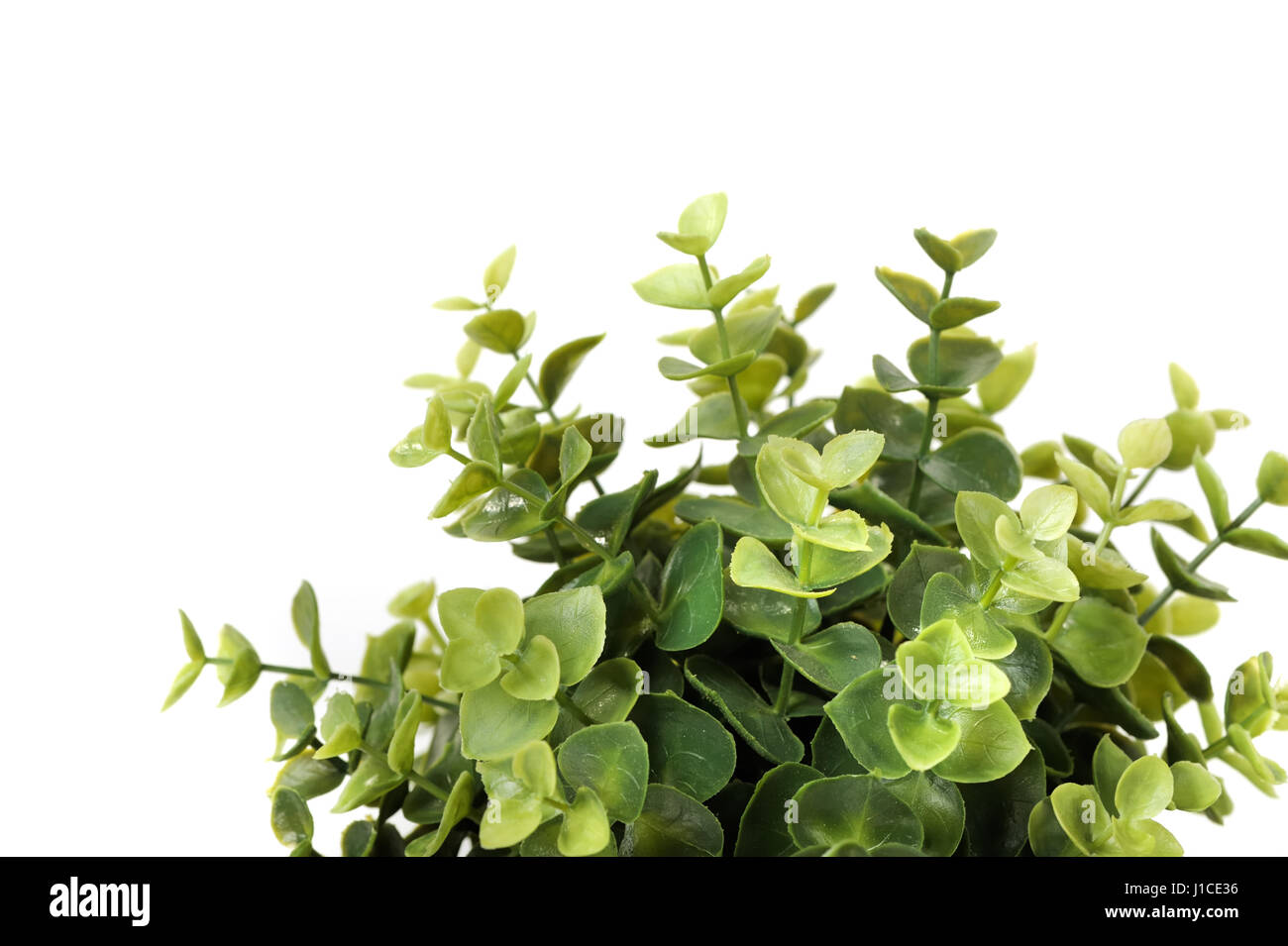 Home plant isolated on white background Stock Photo - Alamy