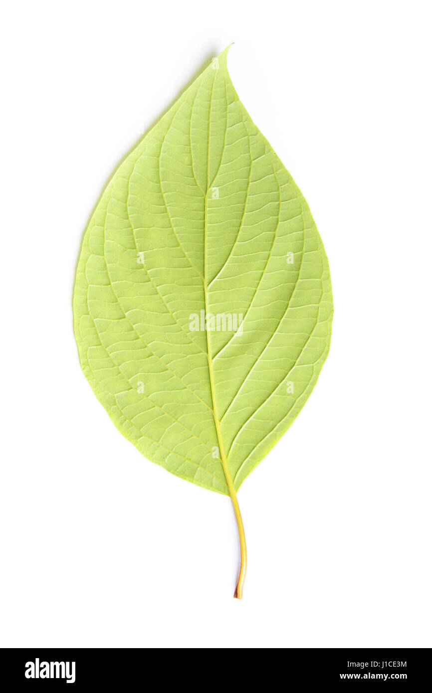 Single leaf isolated on white background Stock Photo - Alamy