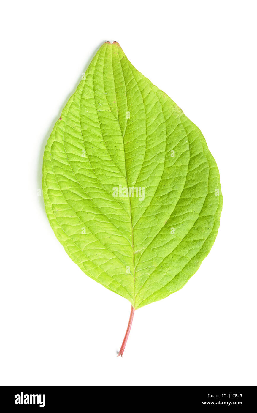 Single leaf isolated on white background Stock Photo - Alamy