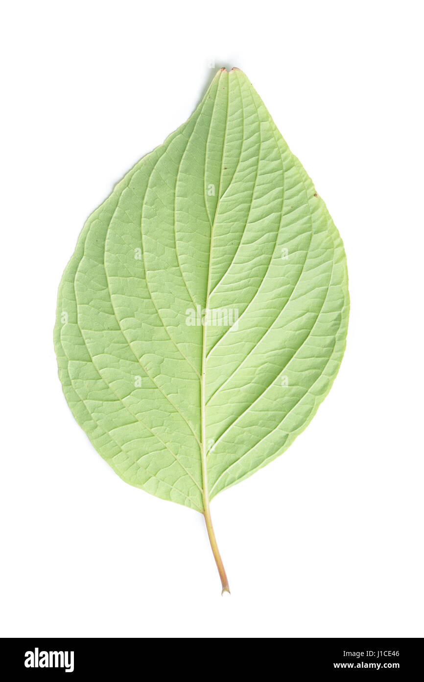 Single leaf isolated on white background Stock Photo - Alamy