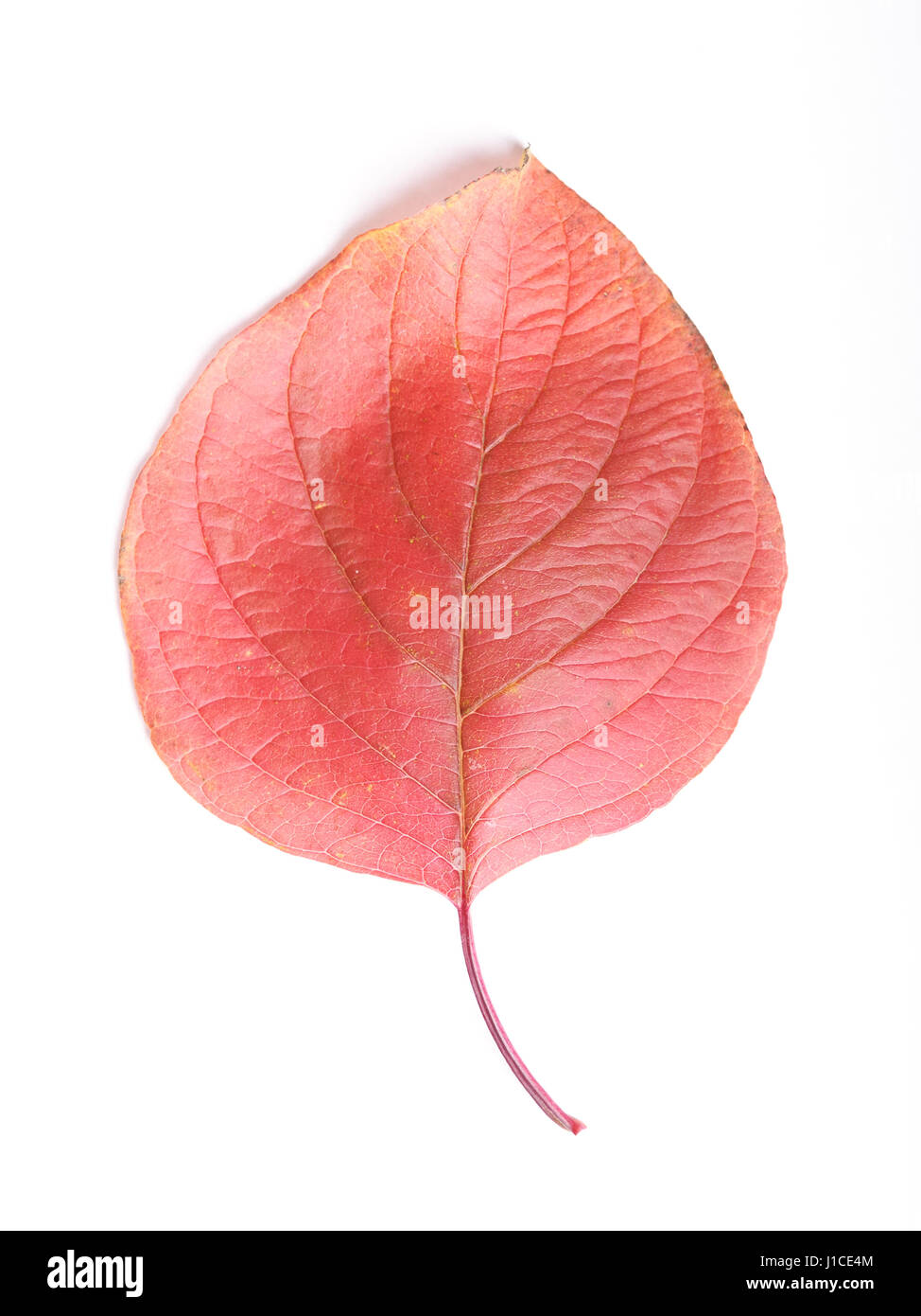 Single leaf isolated on white background Stock Photo - Alamy