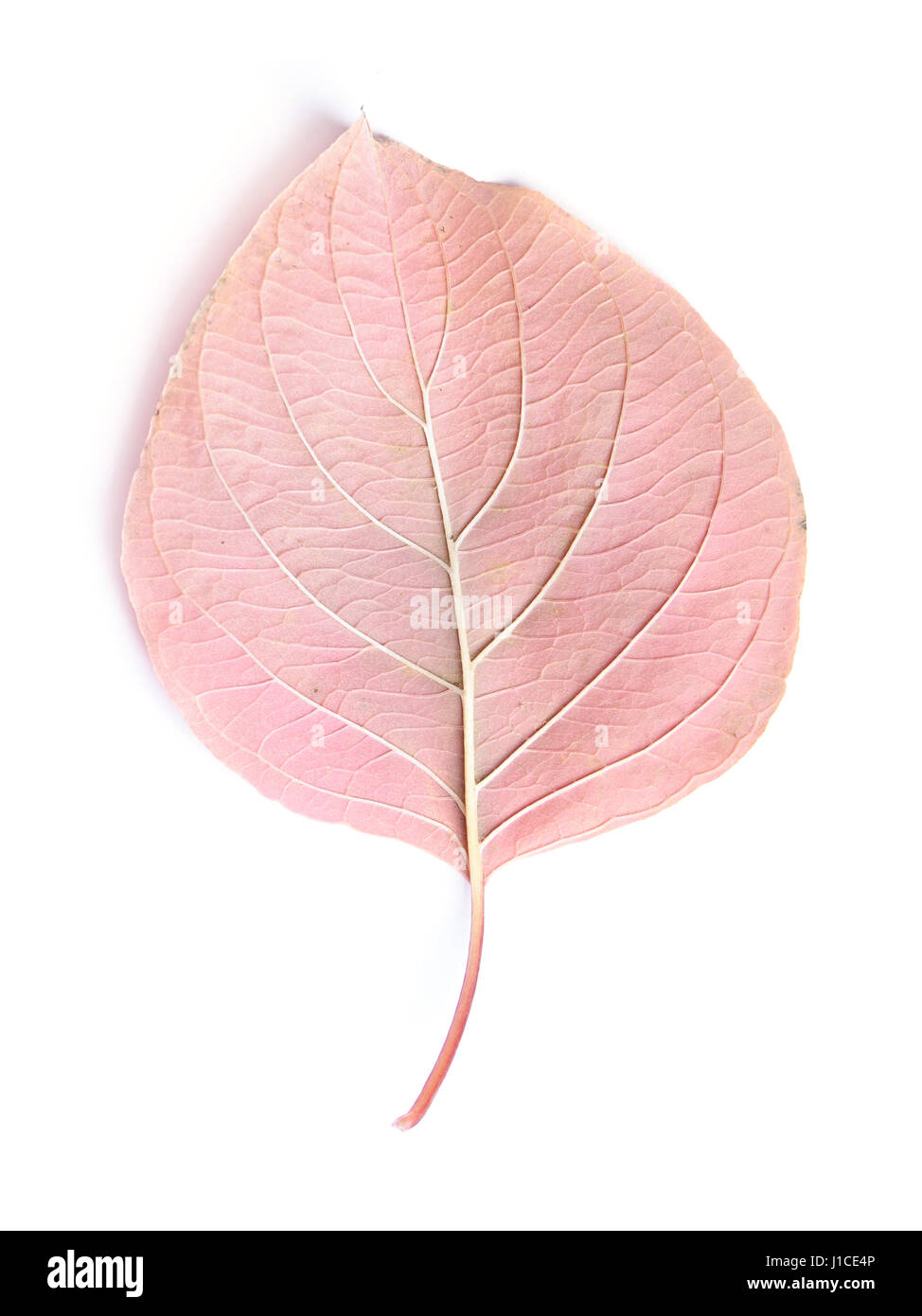 Single leaf isolated on white background Stock Photo - Alamy