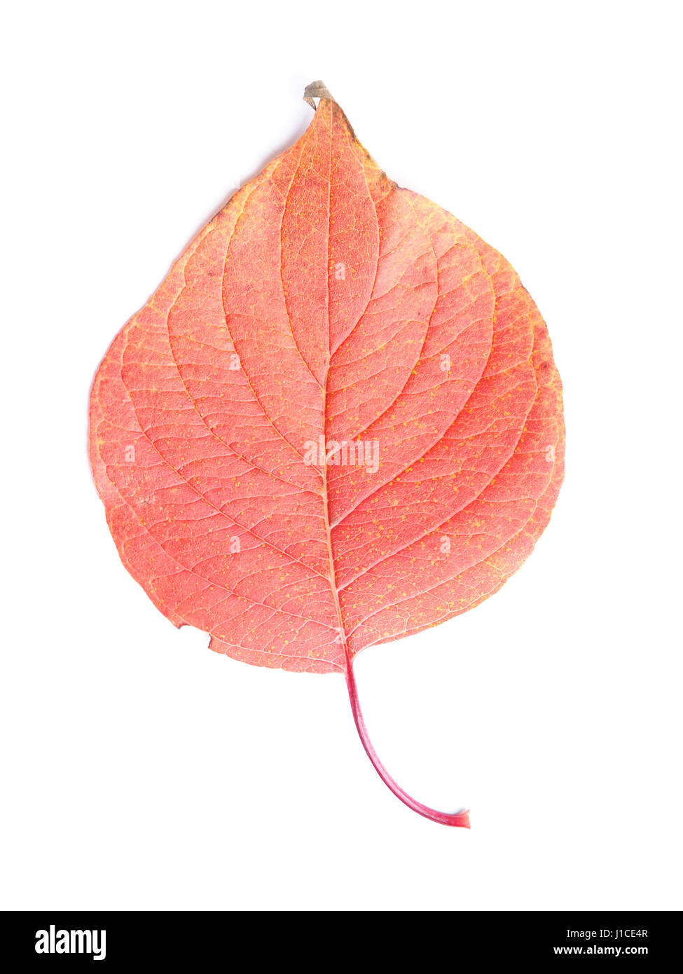 Single leaf isolated on white background Stock Photo - Alamy