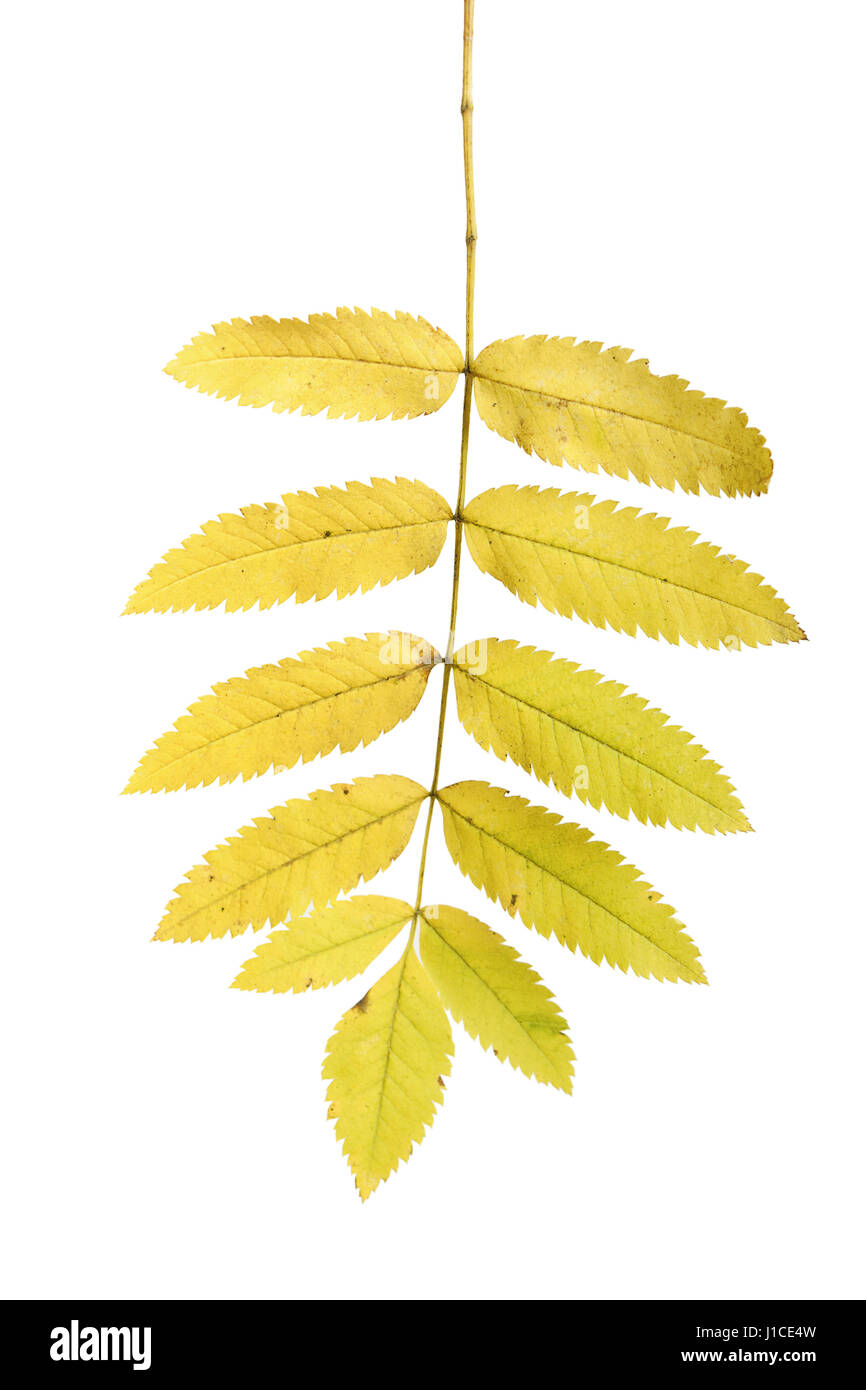 Single leaf isolated on white background Stock Photo - Alamy