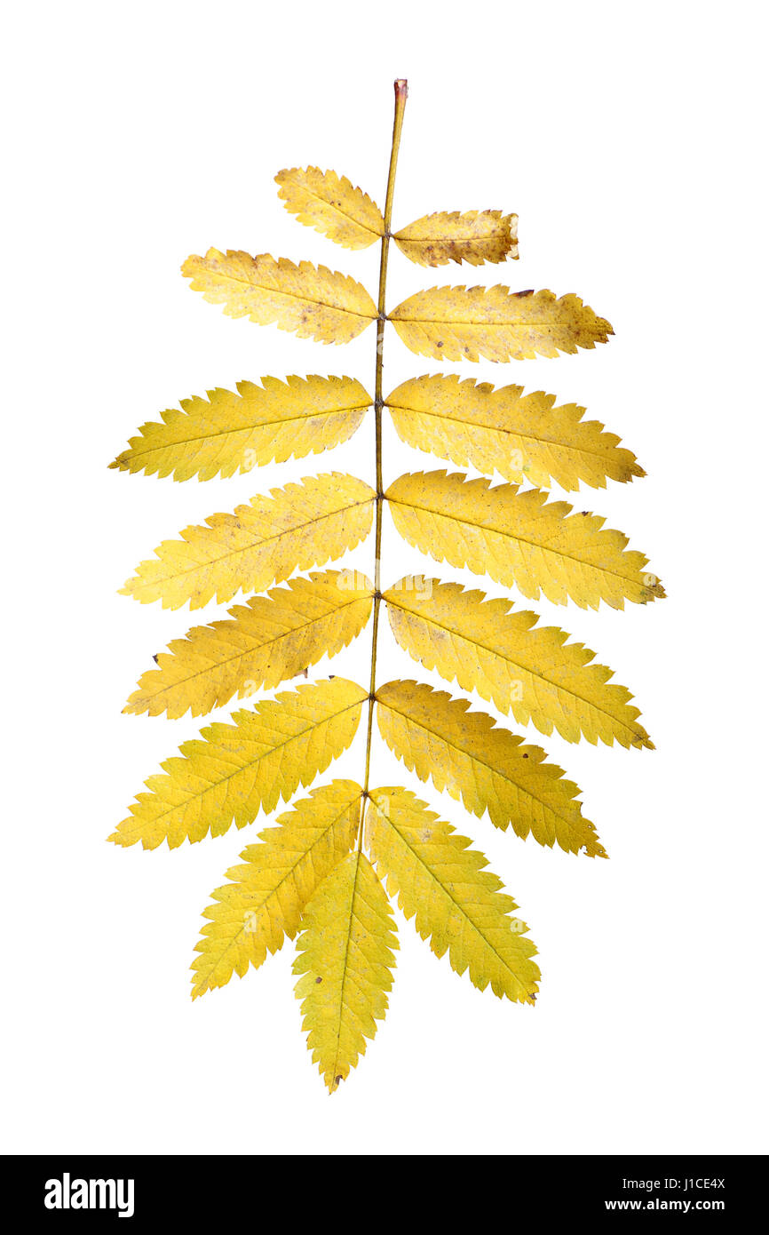 Single leaf isolated on white background Stock Photo - Alamy