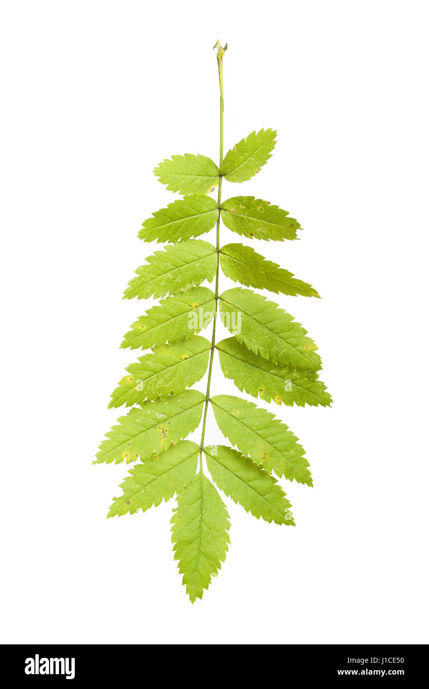 Single leaf isolated on white background Stock Photo - Alamy