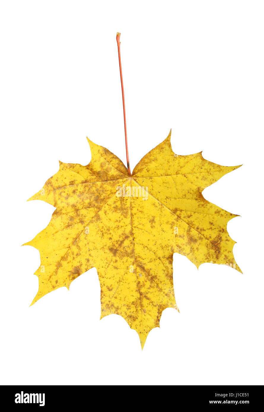 Single leaf isolated on white background Stock Photo - Alamy