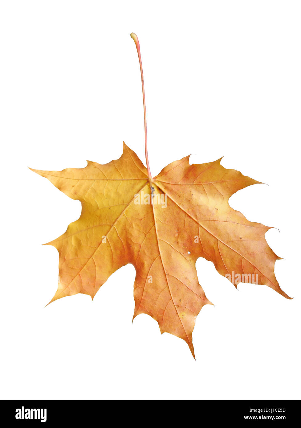 Single leaf isolated on white background Stock Photo - Alamy