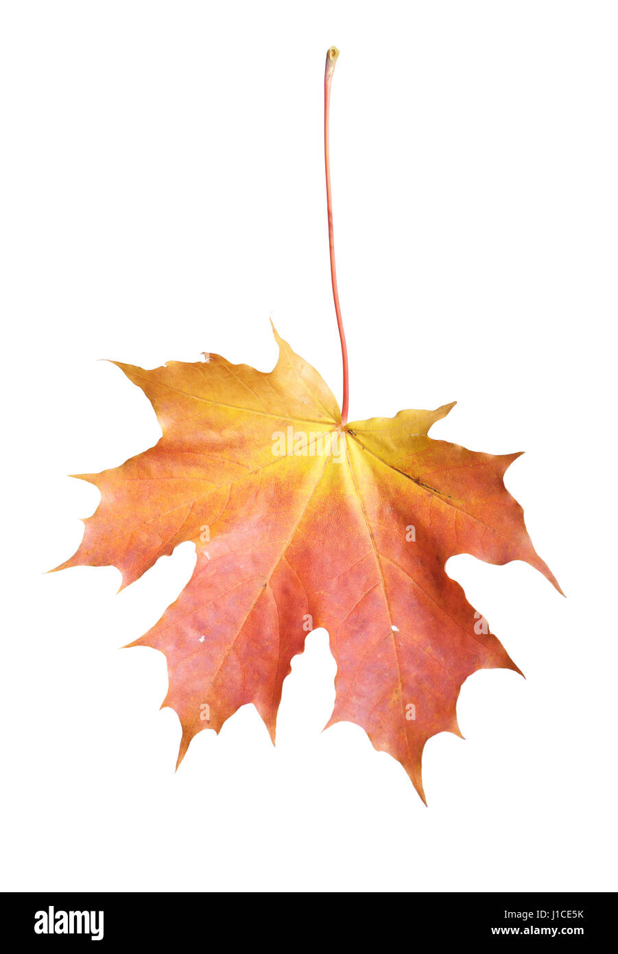 Single leaf isolated on white background Stock Photo - Alamy