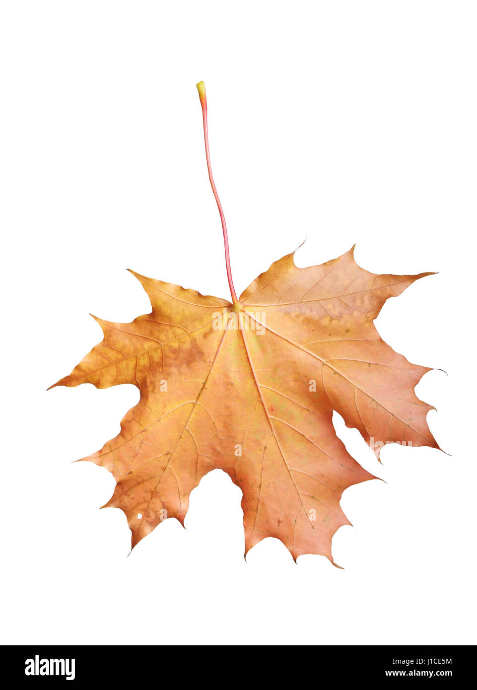 Single leaf isolated on white background Stock Photo - Alamy