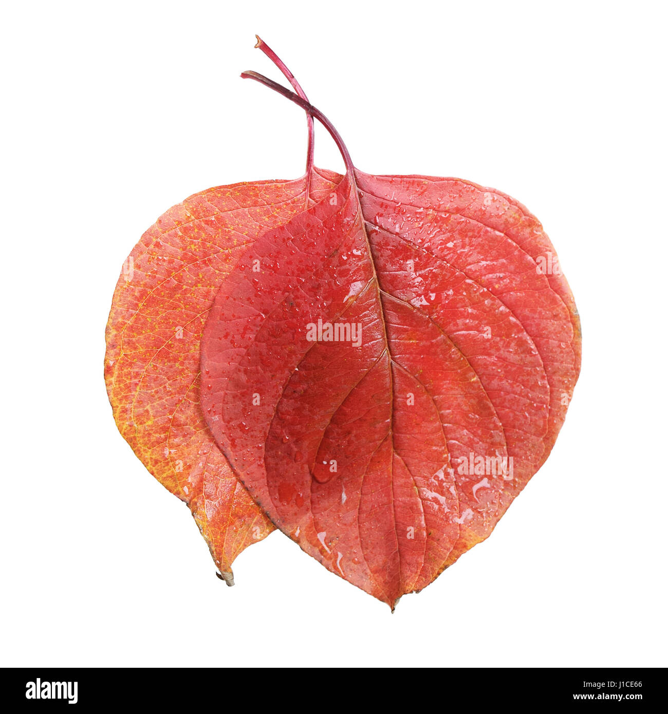 Single leaf isolated on white background Stock Photo - Alamy