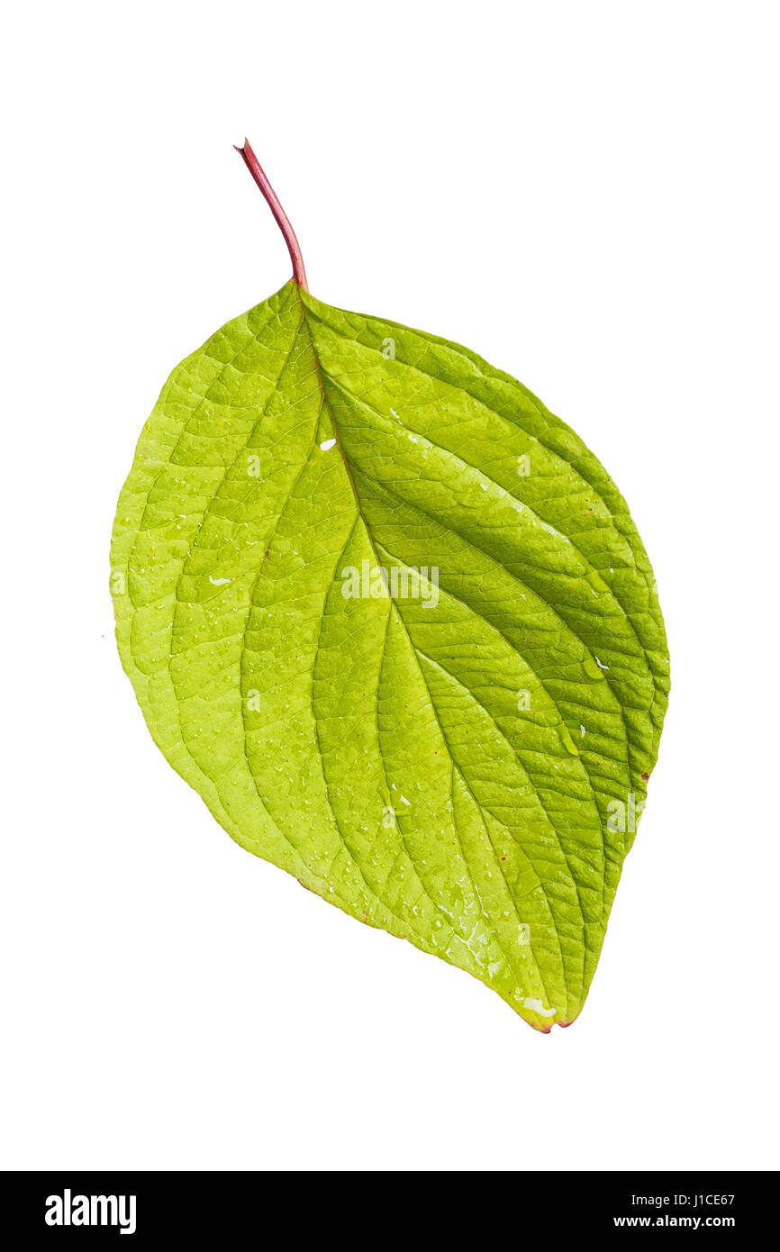 Single leaf isolated on white background Stock Photo - Alamy