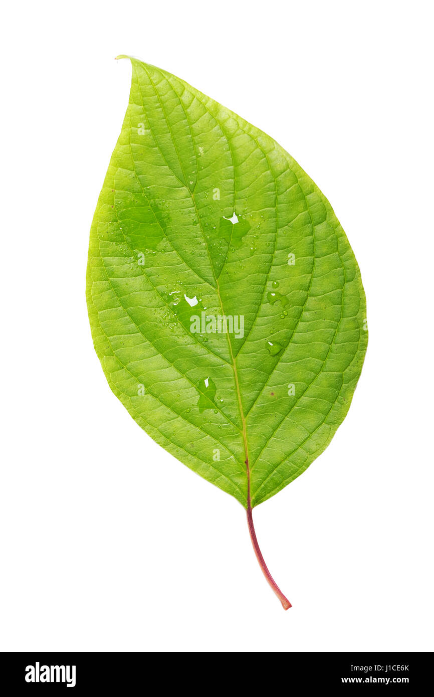 Single leaf isolated on white background Stock Photo - Alamy