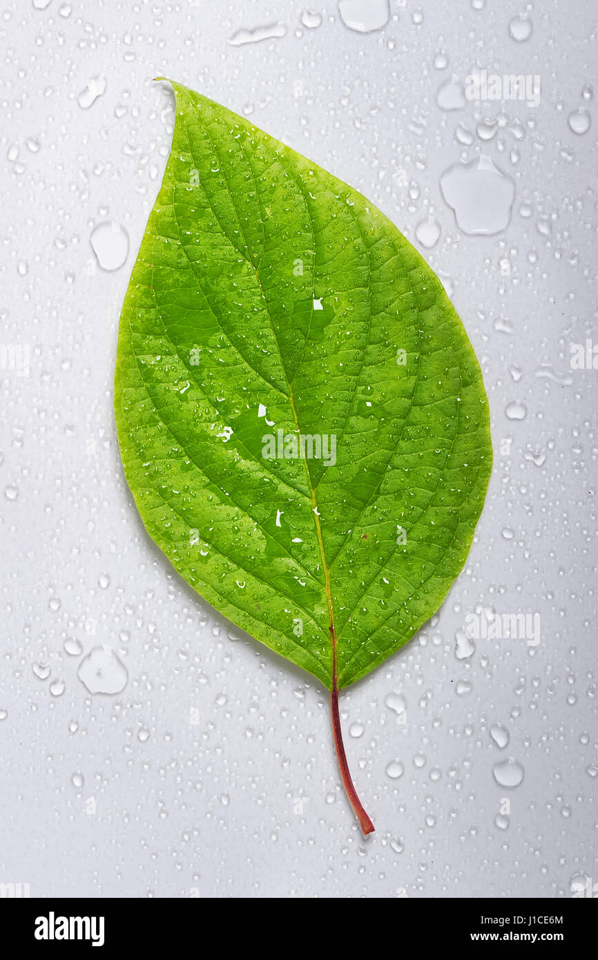Single leaf isolated on white background Stock Photo - Alamy